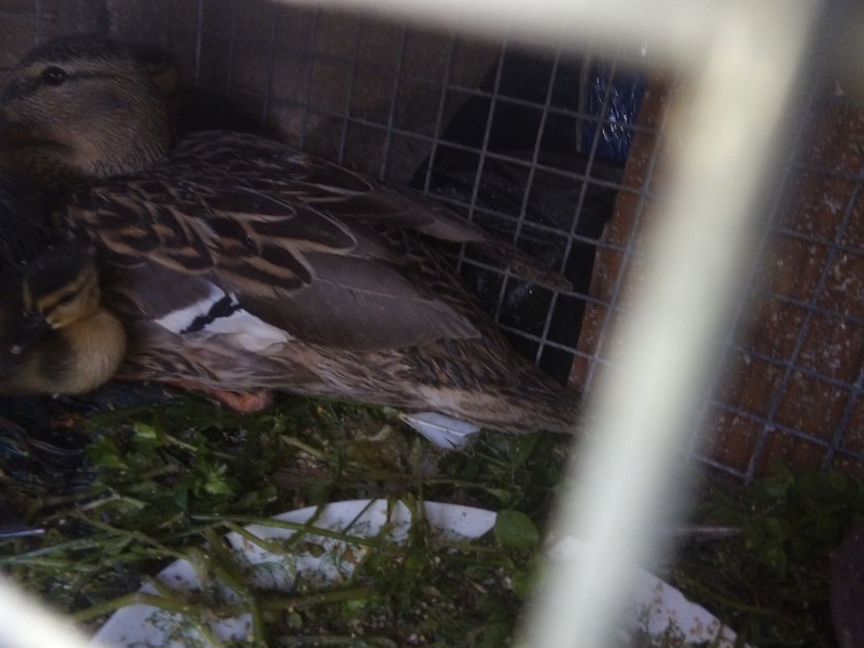 Дикие утята