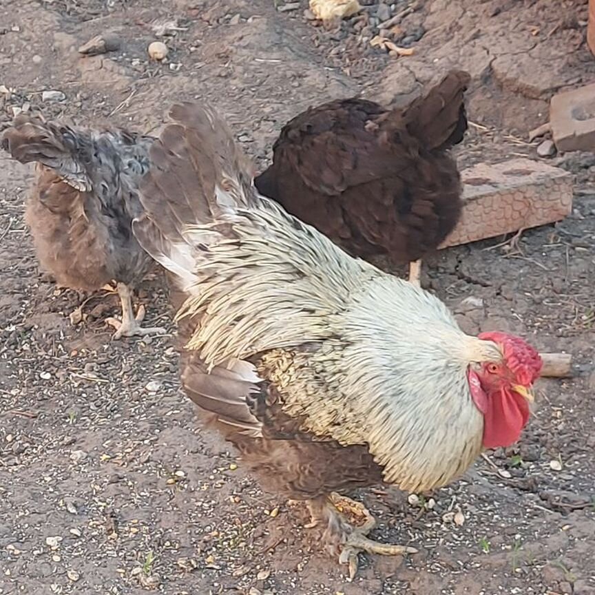 Юрловские голосистые петухи