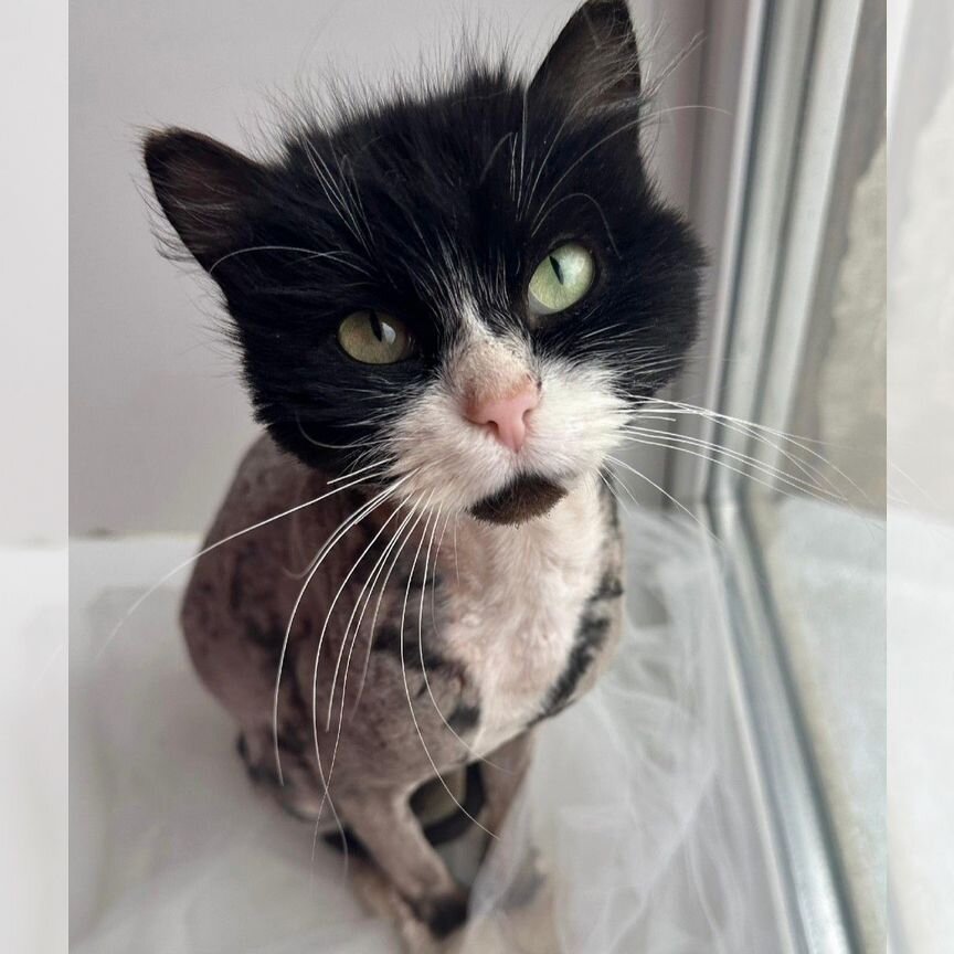 Котик