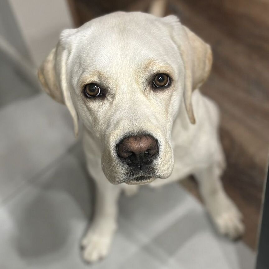 Лабрадор-ретривер, щенок