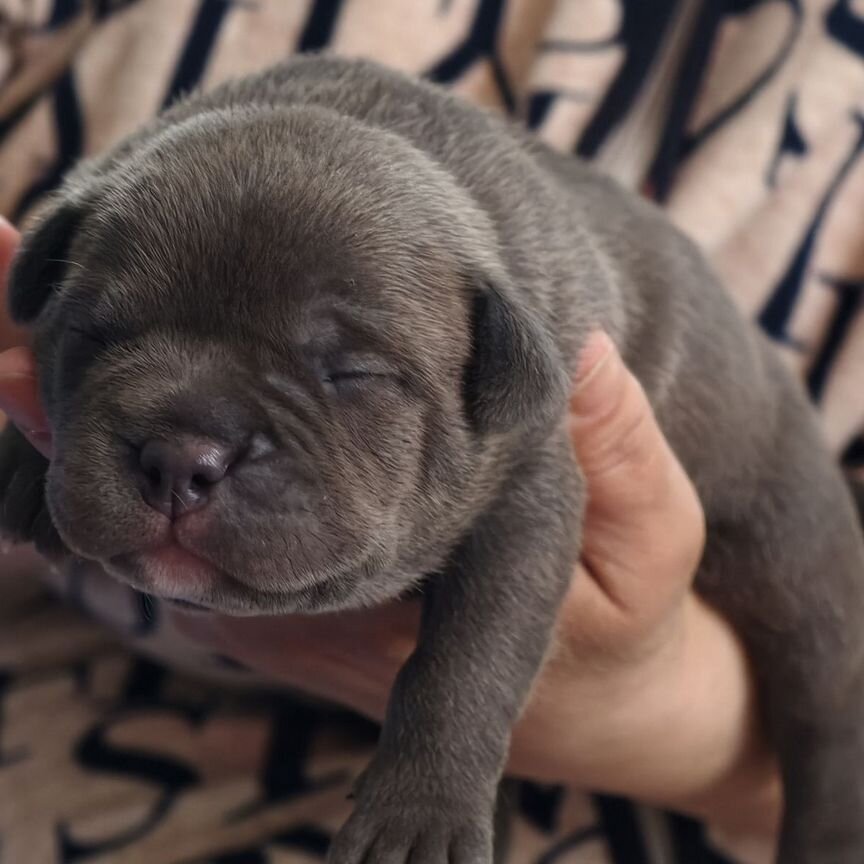 Американский булли, щенок