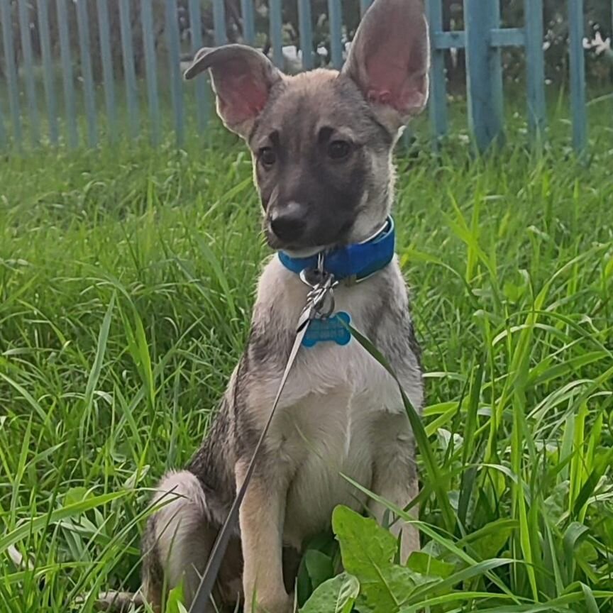 Собака в добрые руки отдам бесплатно