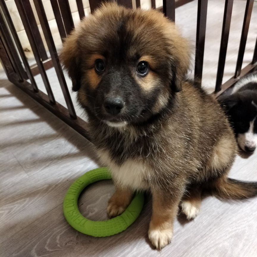 Щенок в добрые руки