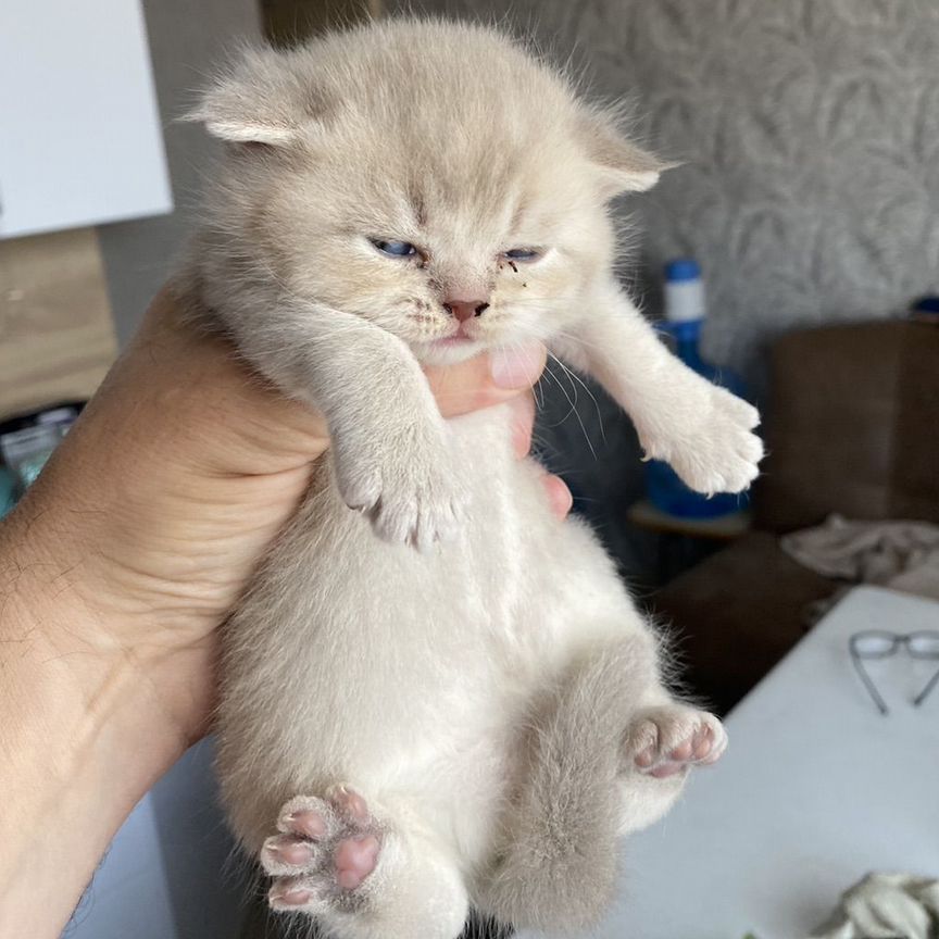 Котята Золотая шиншилла