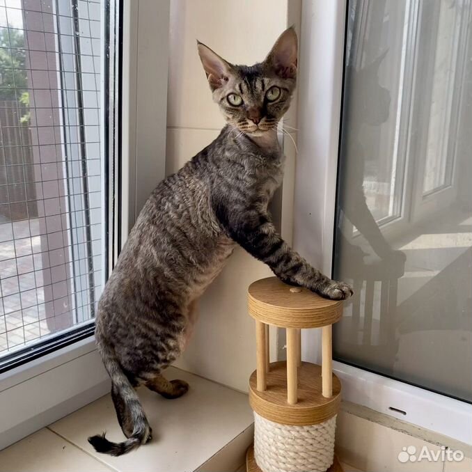 Девон-рекс тигровый Радомир