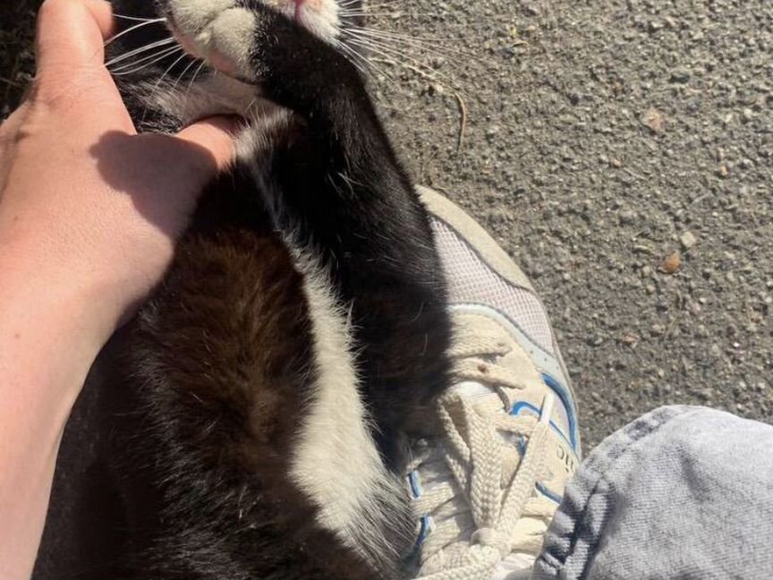 Кот ищет дом