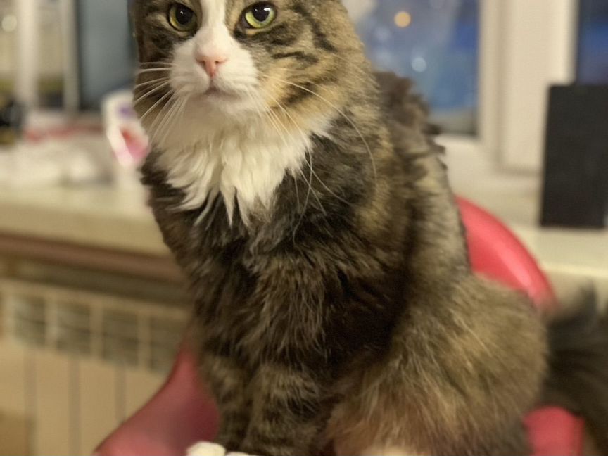 Сибирский кот Остап