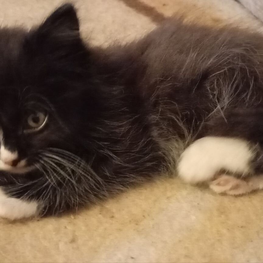 Котята