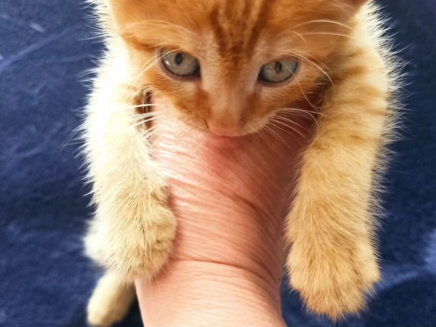 Отдам в добрые руки маленькую кошечку
