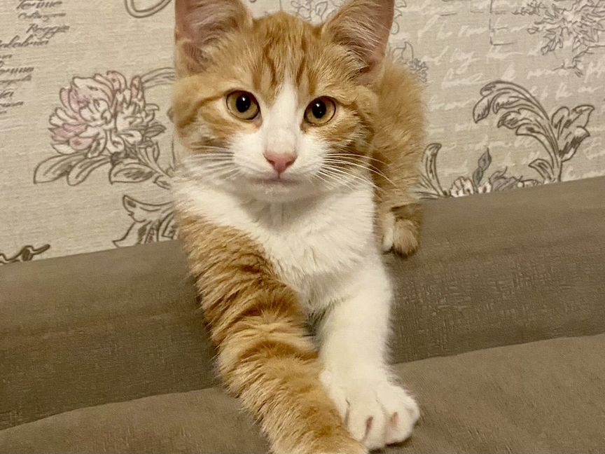 Рыжий котенок в добрые руки