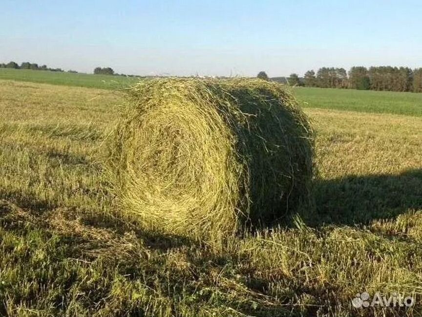 Сено люцерны в рулонах