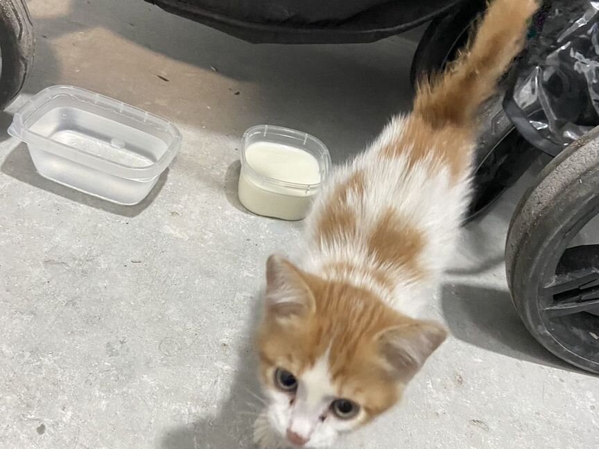 Кошка