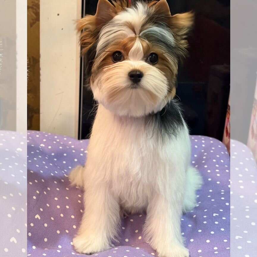 Бивер-йоркширский терьер, щенок