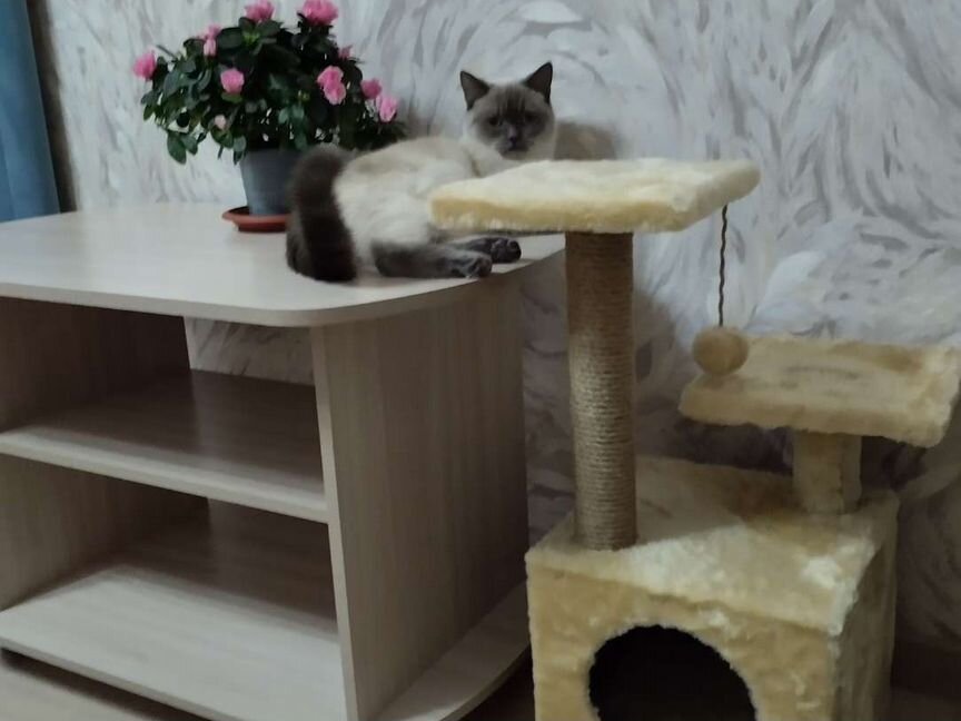 Кошка британка для вязки ищет кота