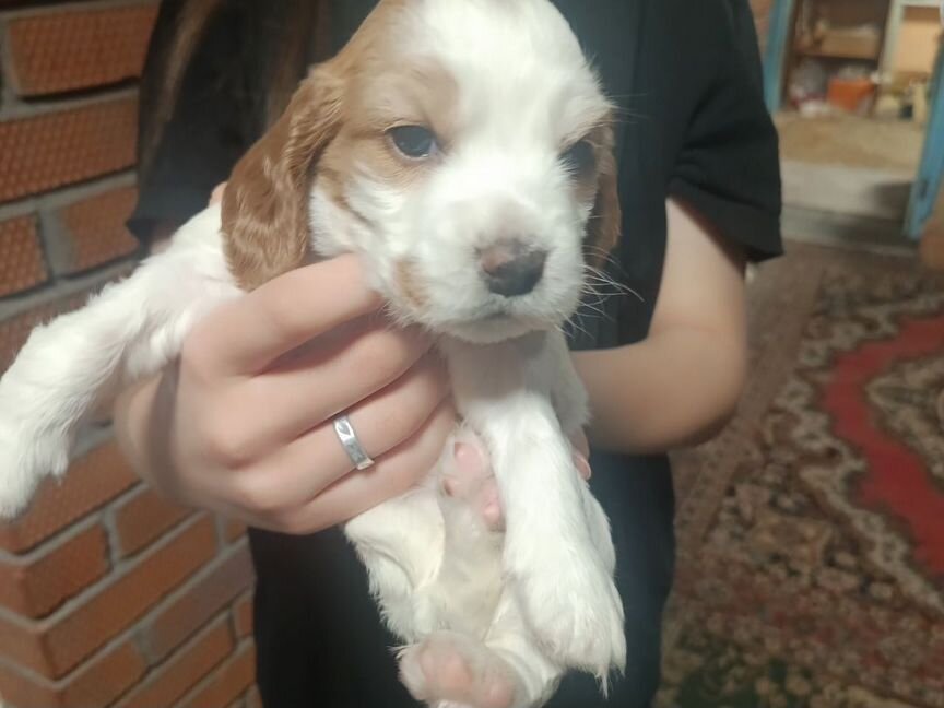 Русский охотничий спаниель щенки