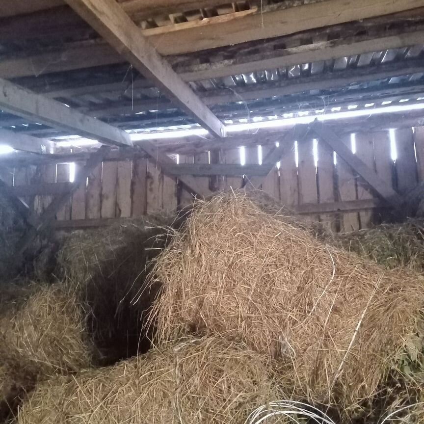 Сено в маленьких рулонах