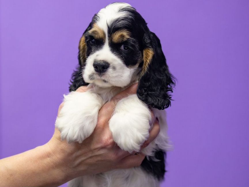 Щенки американского кокер спаниеля