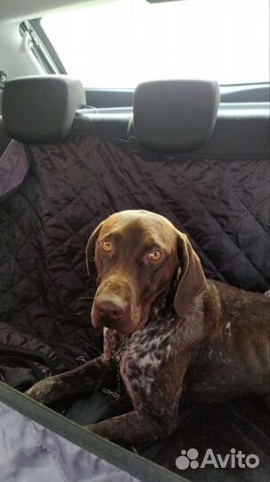 Курцхаар 1 год