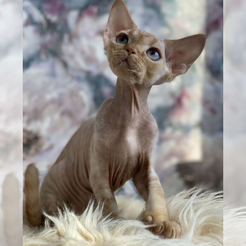 Девон-рекс котёнок