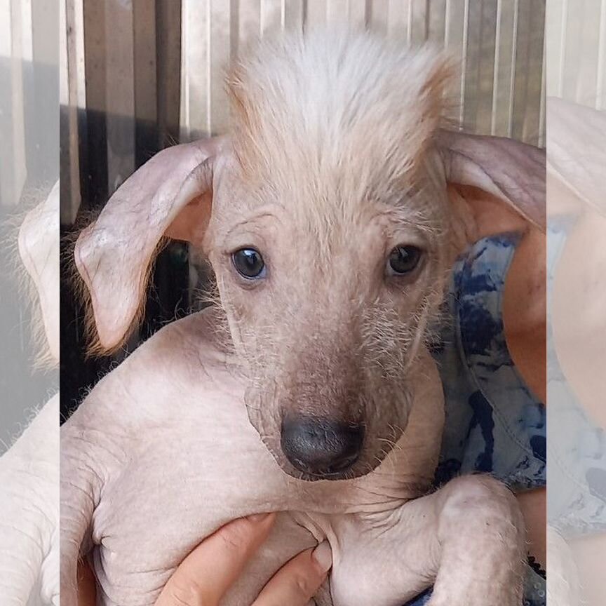 Ксолоитцкуинтли девочка