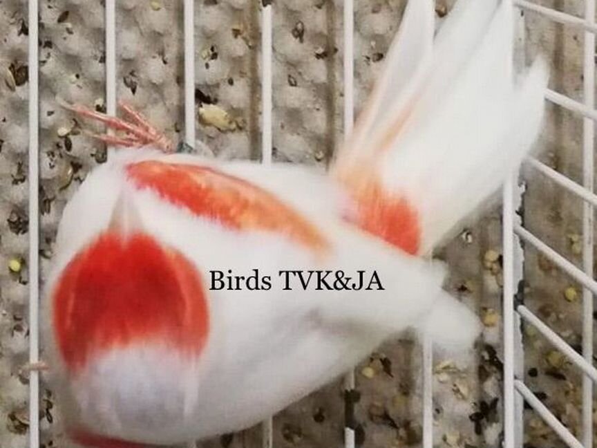 Кенара и канарейки