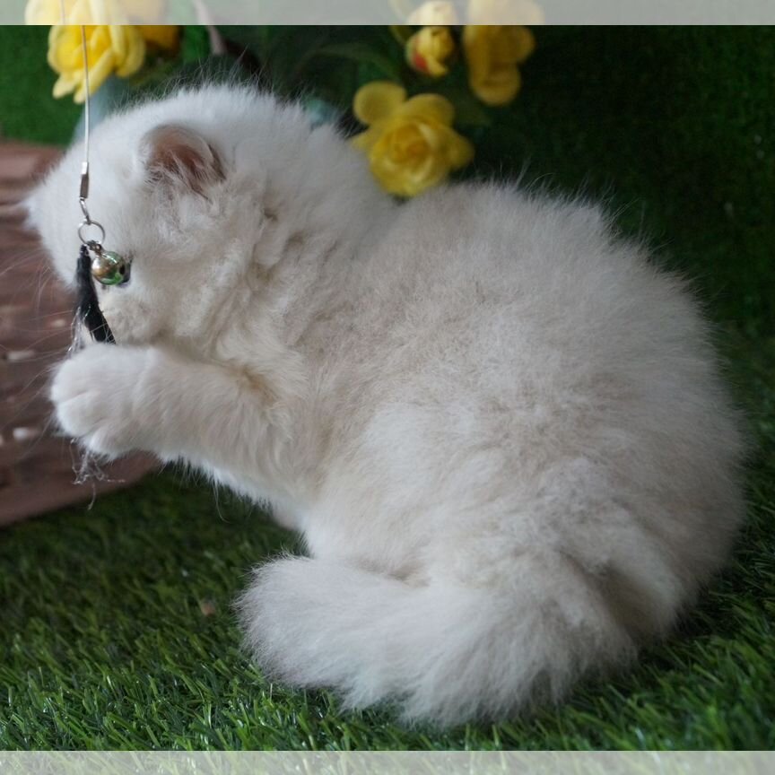 Котята шиншилла серебро