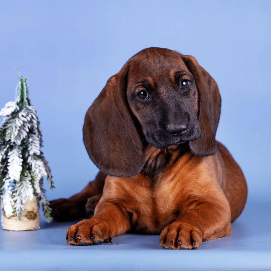 Щенки баварская гончая