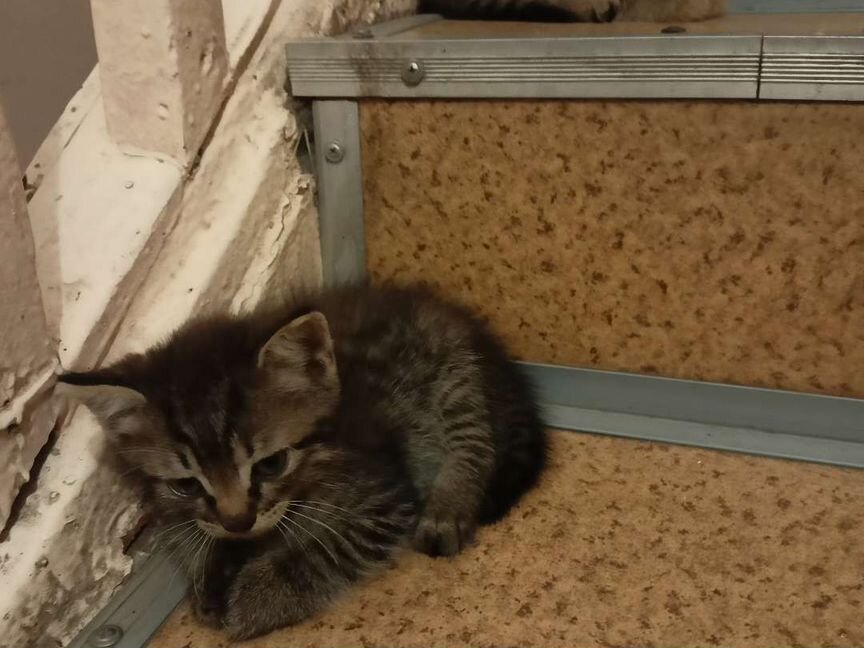 Милые котята в хорошие руки