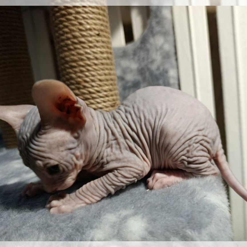 Сфинкс котенок