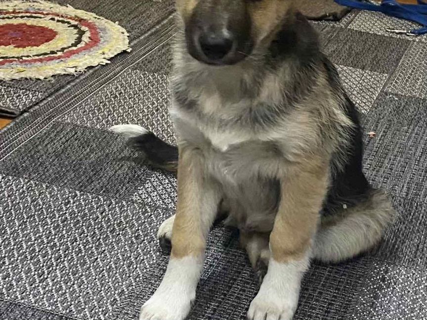 Щенок в добрые руки