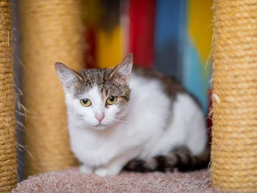 Фелиция ищет дом