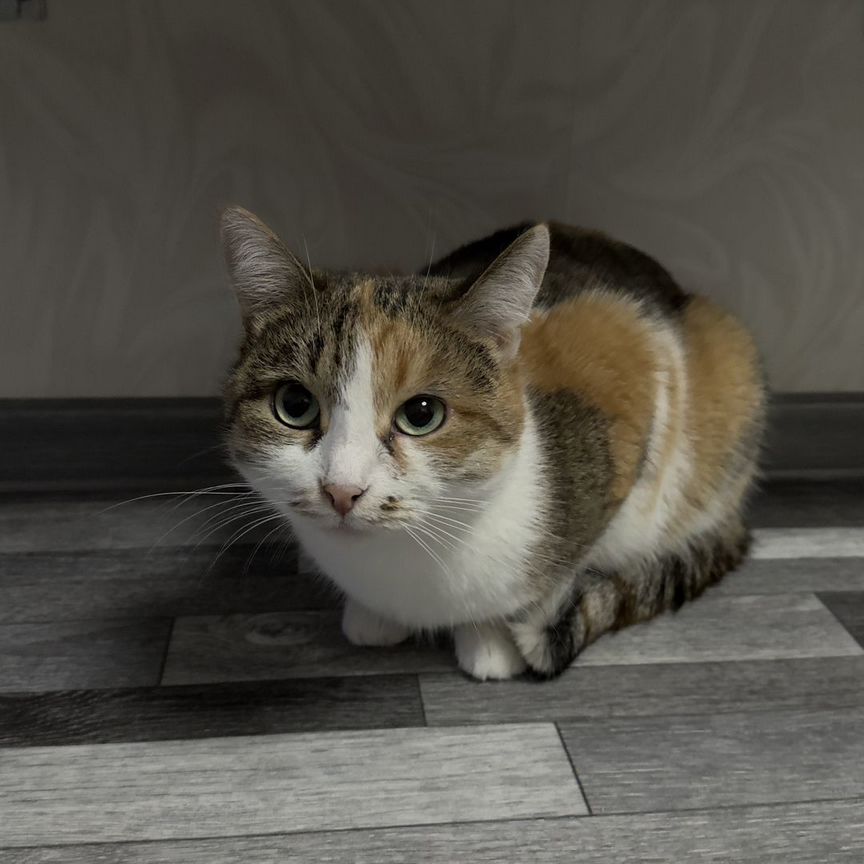 Взрослая кошка в добрые руки