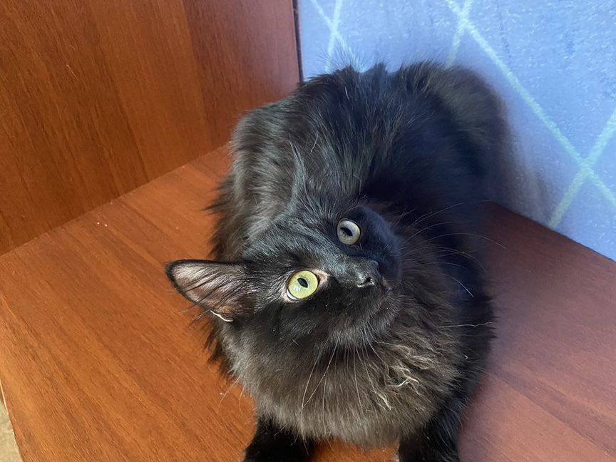 Котик в добрые руки