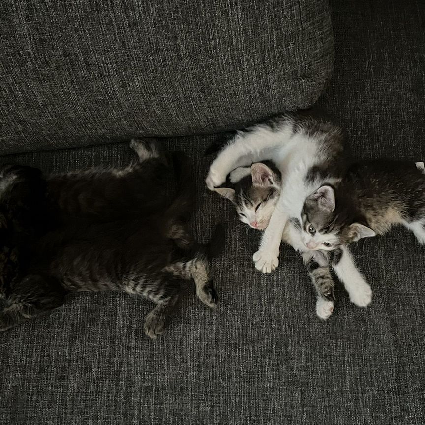 Котята в добрые руки