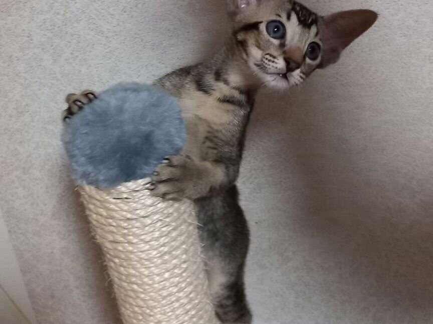 Ориентальные котята