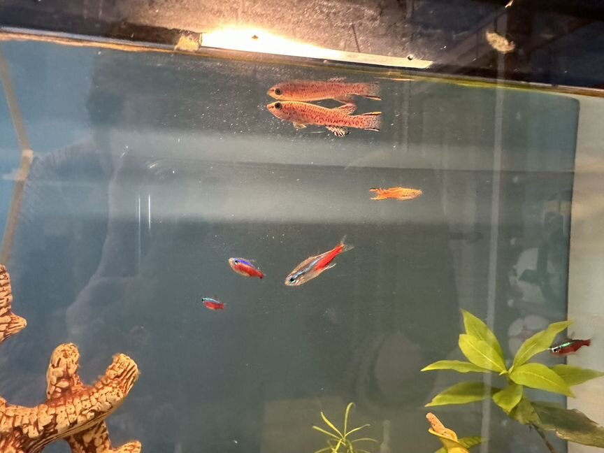 Рыбки в дар