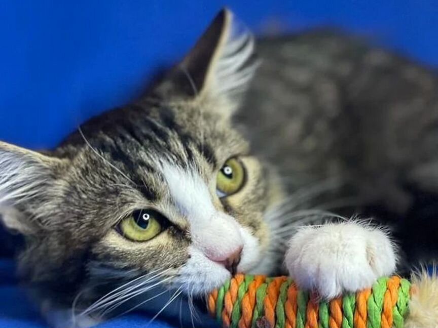 Никто не захотел забрать котенка Бруну из приюта