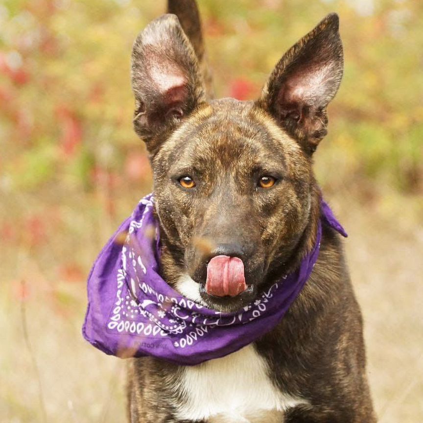 Собака в добрые руки