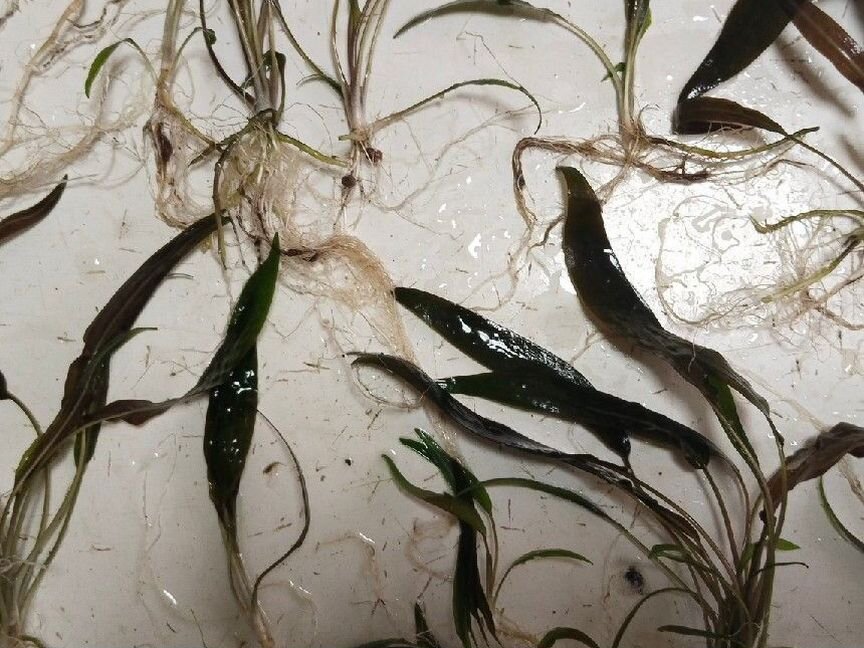 Отдам прополку. Криптокарина,нимфодеис,валиснерия