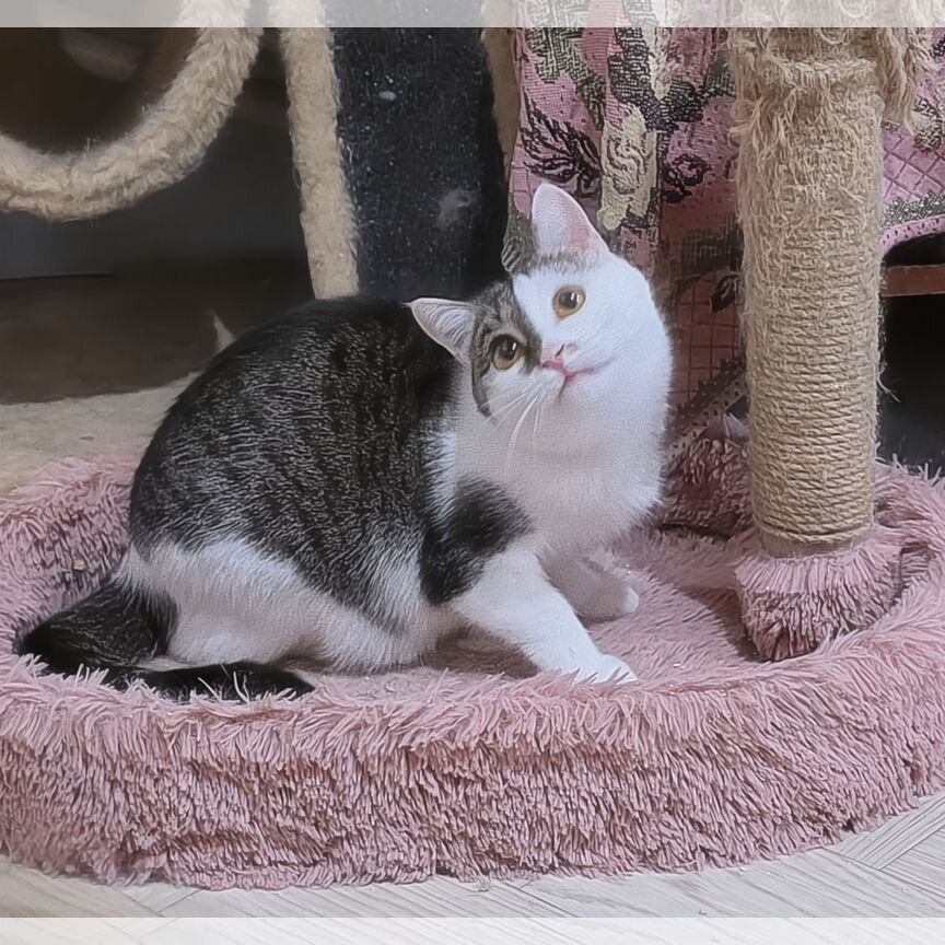 Взрослая, кошка в добрые руки