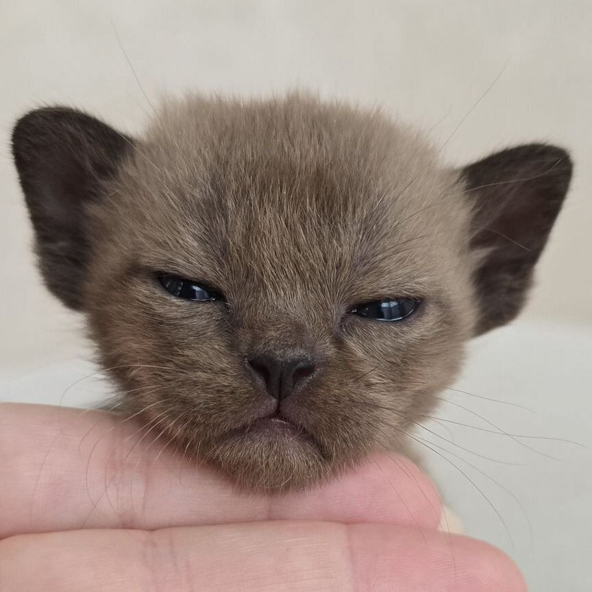 Европейский бурманский котёнок