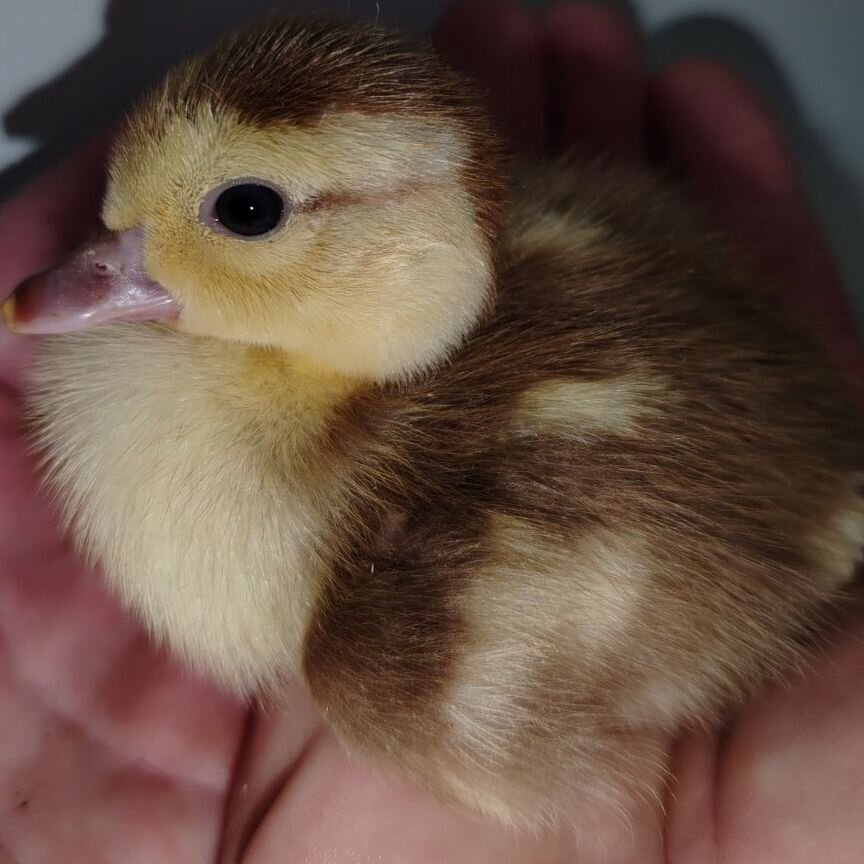 Утята индоутки