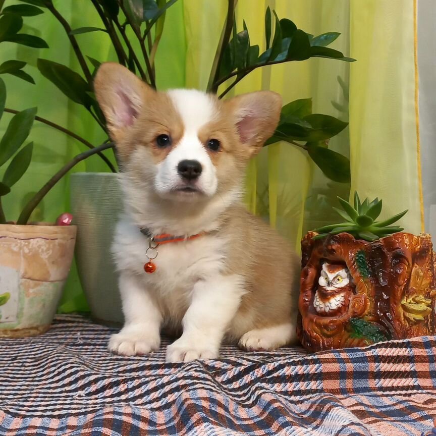 Щенки корги