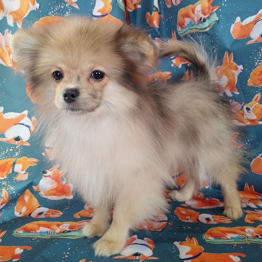 Немецкий шпиц (девочка)