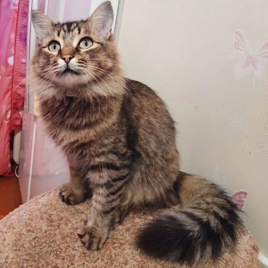 Сибирский, взрослый кот