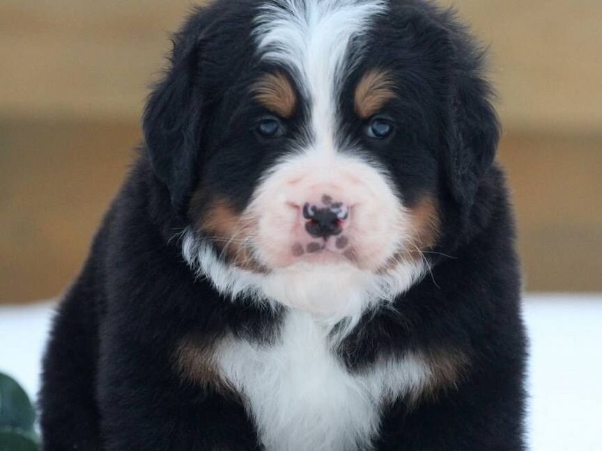 Бернский зенненхунд