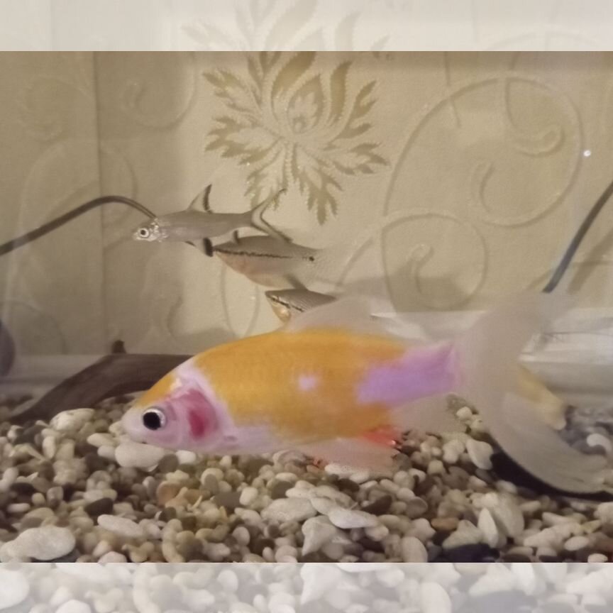 Рыбка комета в аквариум или пруд