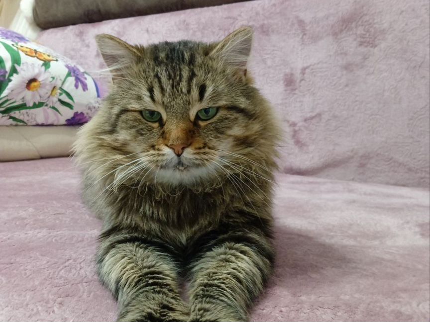 Кот в добрые руки