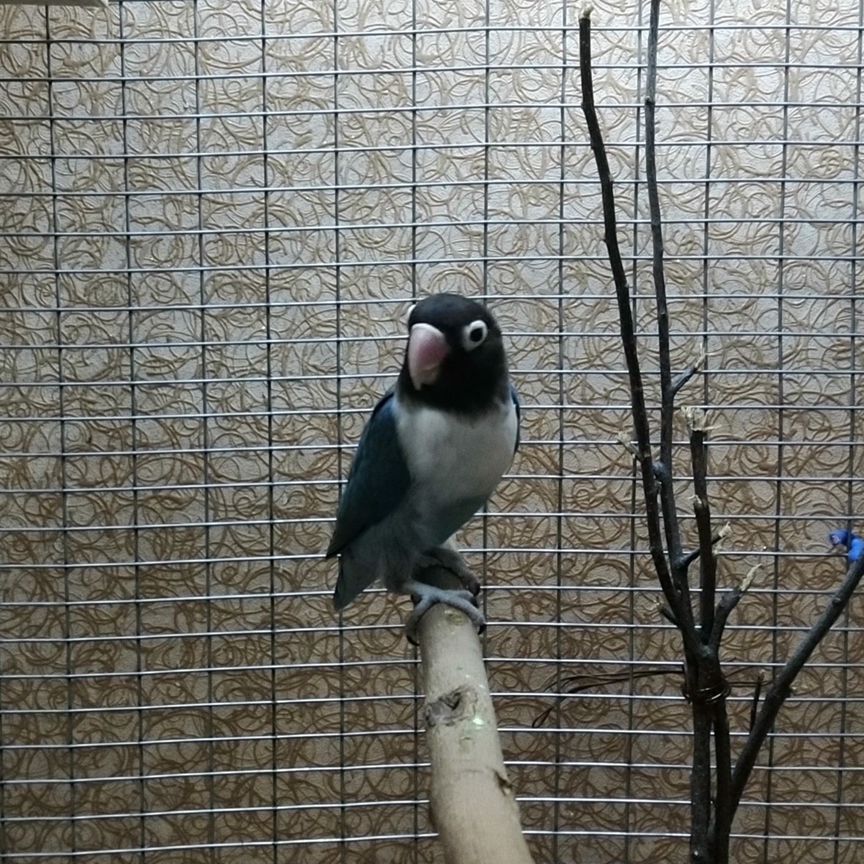 Попугай неразлучники