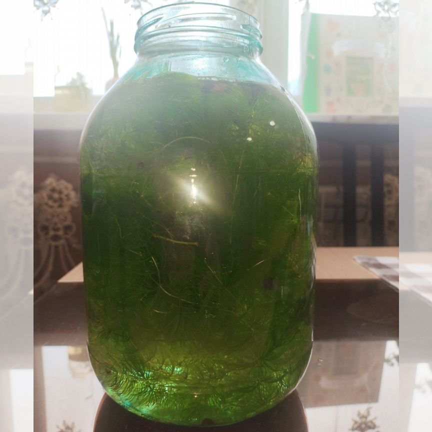 Аквариумные растения